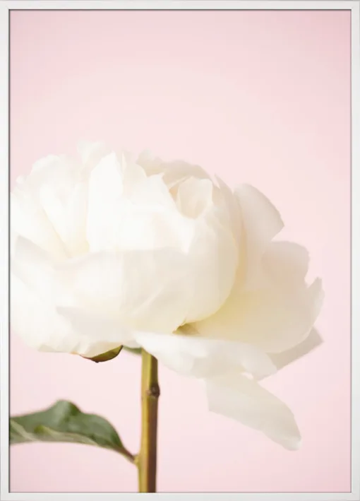Peony 01 | Minimalistisk pæon plakat